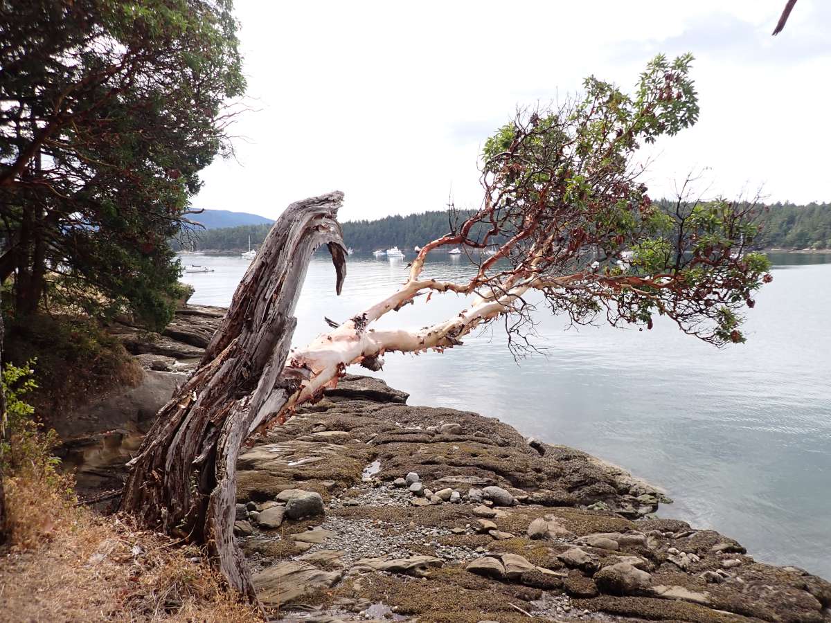 The Dry Islands: It’s not easy being a tree in the San Juans